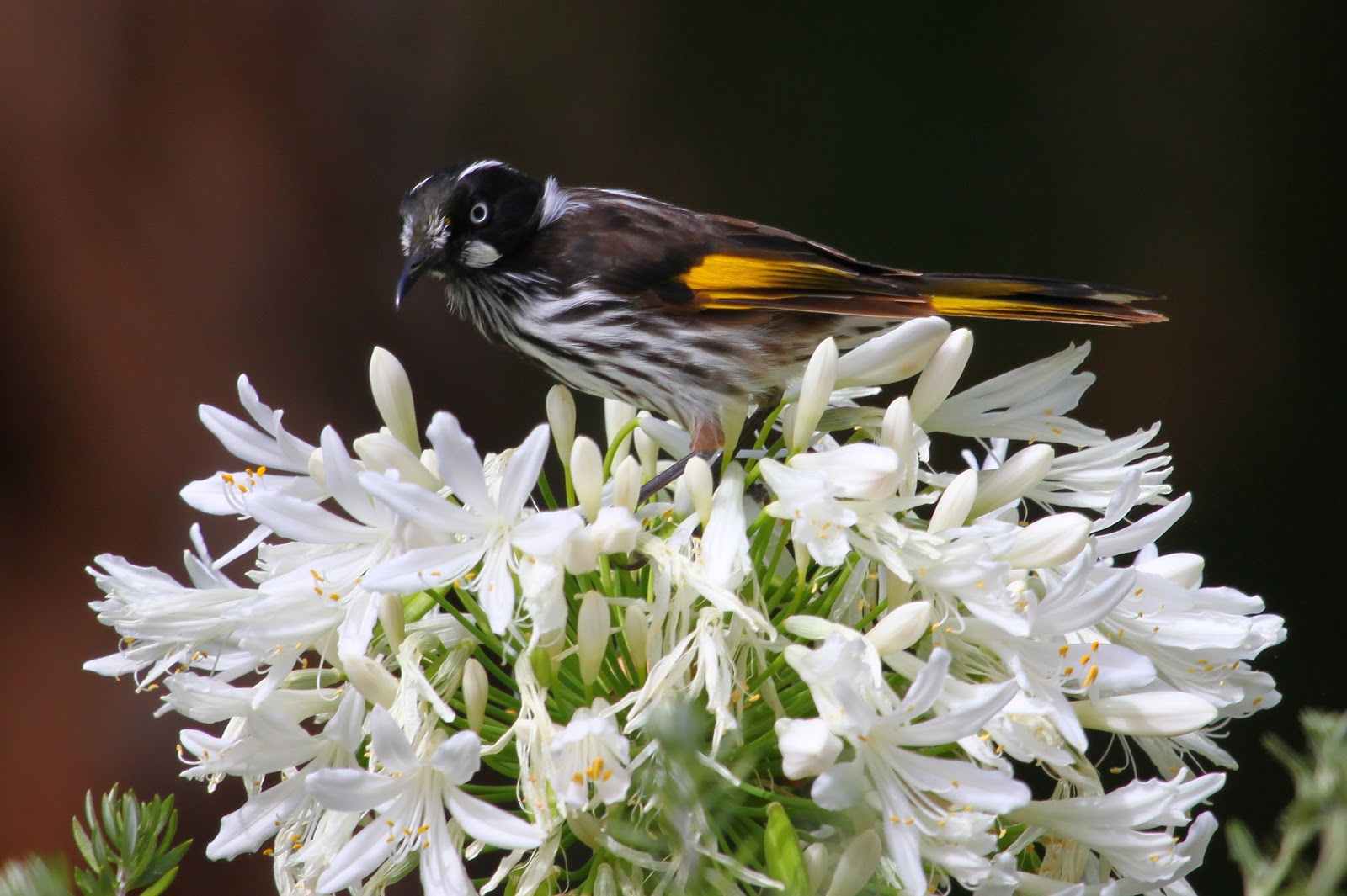 Richard Waring's Birds of Australia: Selection of Phillip Island bird ...