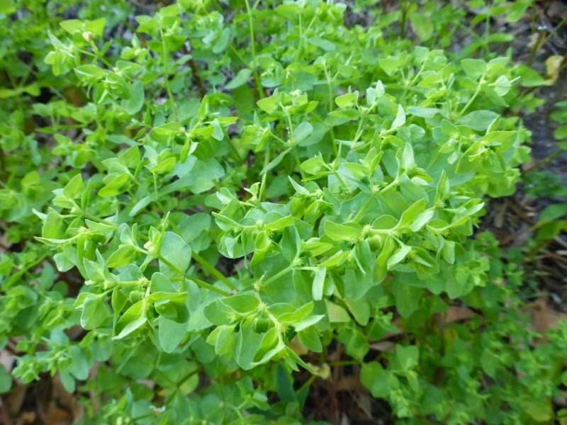 Artist as Family: January 2015