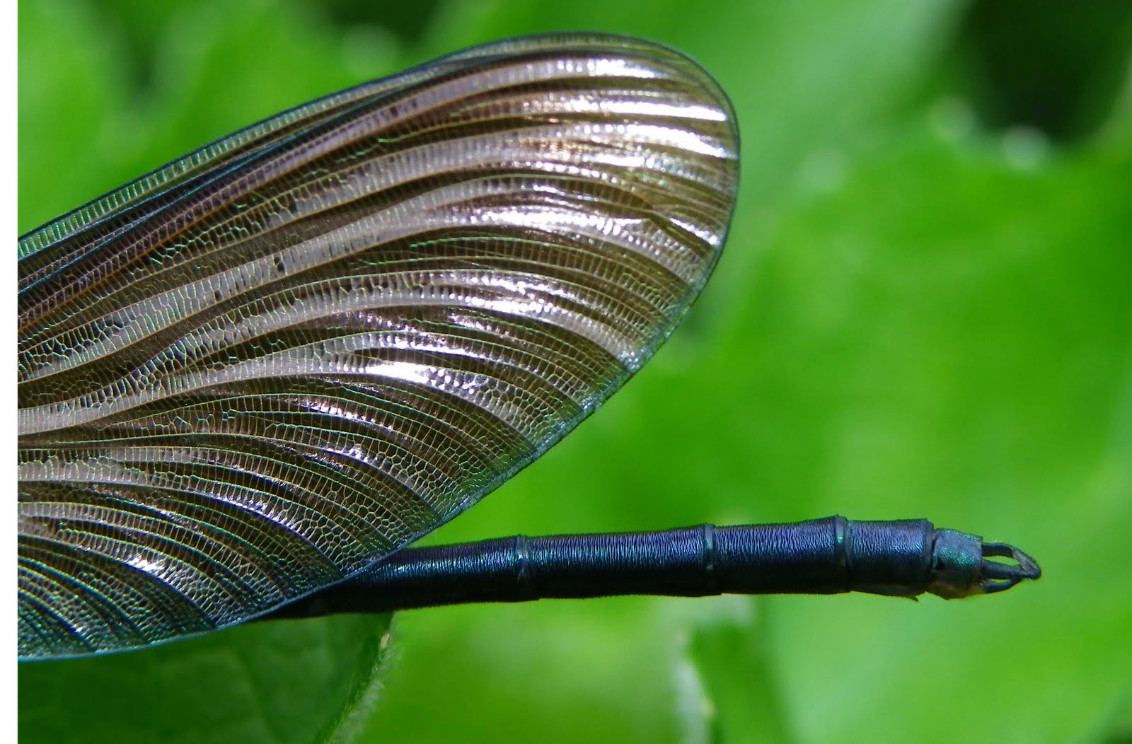 John Cullen's Biodiversity Photography : Male Beautiful Calopteryx ...