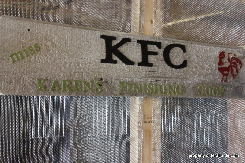 The Feral Turtle: A Chicken Coop Built for Chicken Sitting the KFC way