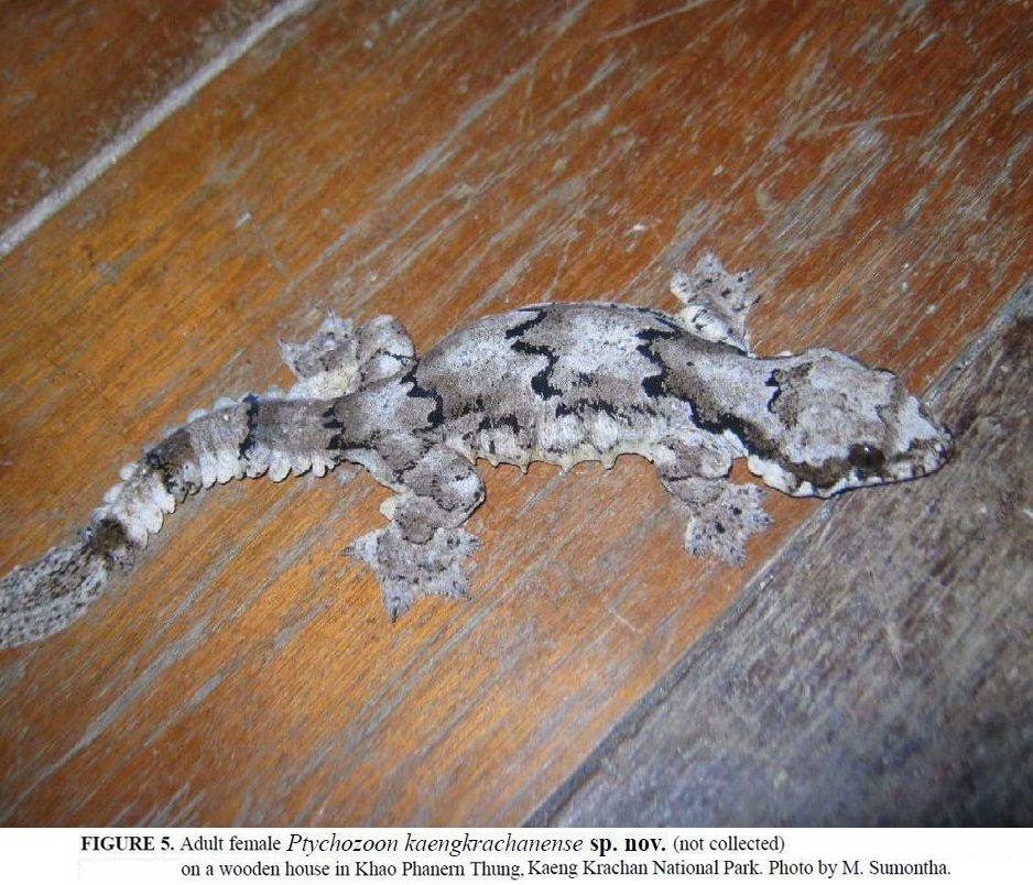 Species New to Science: [Herpetology • 2012] Ptychozoon ...