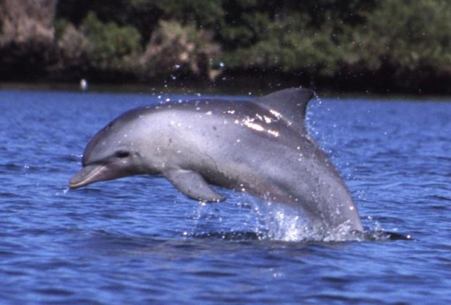Delfines: Tipos de delfines