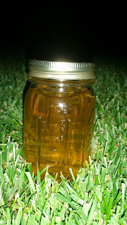 The 7 P's Blog: Wild Medicinal: Squaw Root (Conopholis Americana) - The ...