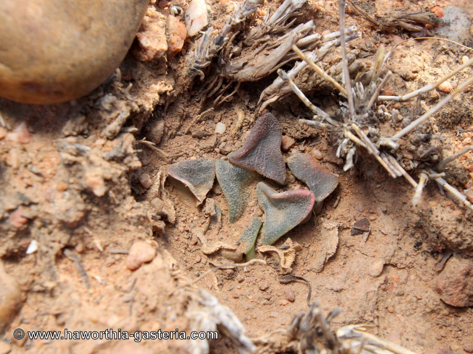 All you wanted to know about Haworthias, Gasterias and Astrolobas ...