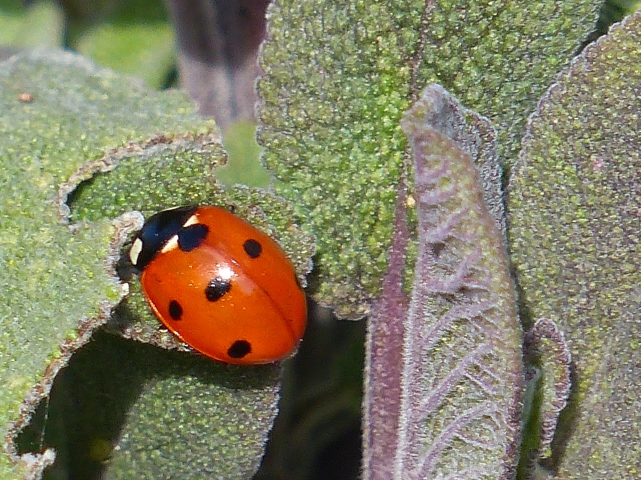 Wild and Wonderful: Six 7-spot Ladybirds and Eggs at Flatford