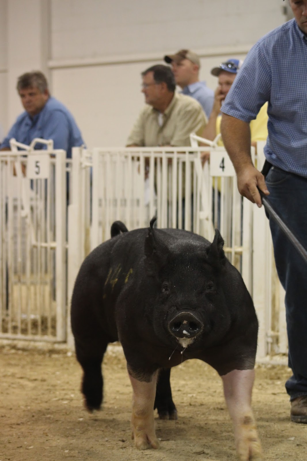 NSR Show & Sale Results: 2013 National Barrow Show Crossbred Boar Show ...
