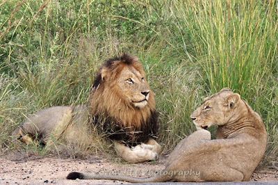 Coral Wild - A Safari Guides Diary: Looking out for Lion (2) Coral Wild - A Safari Guides Diary: Looking out for Lion (2)