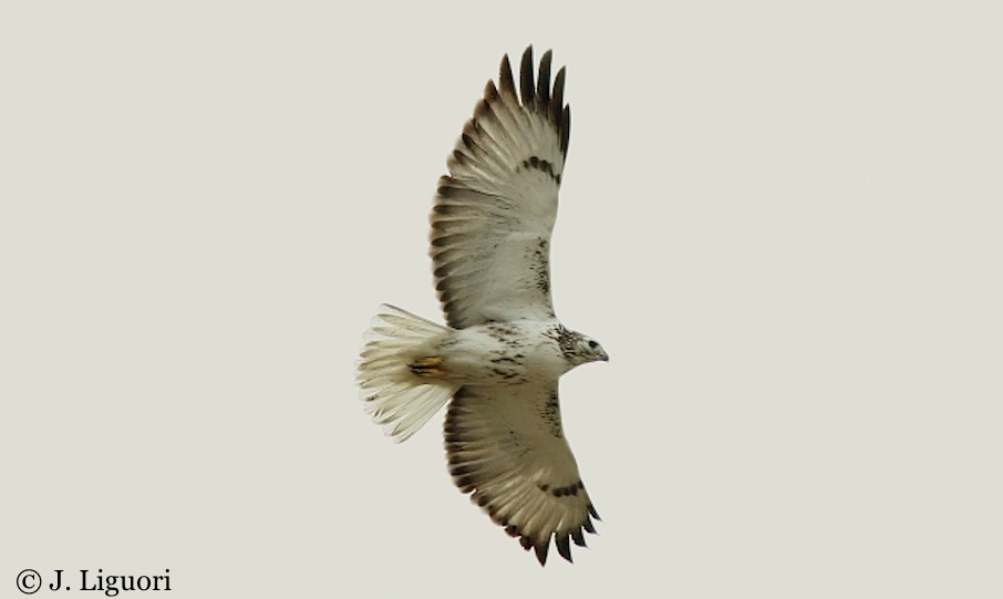 Raptor Identification and Photography: Red-tailed Hawk Patagial Marks