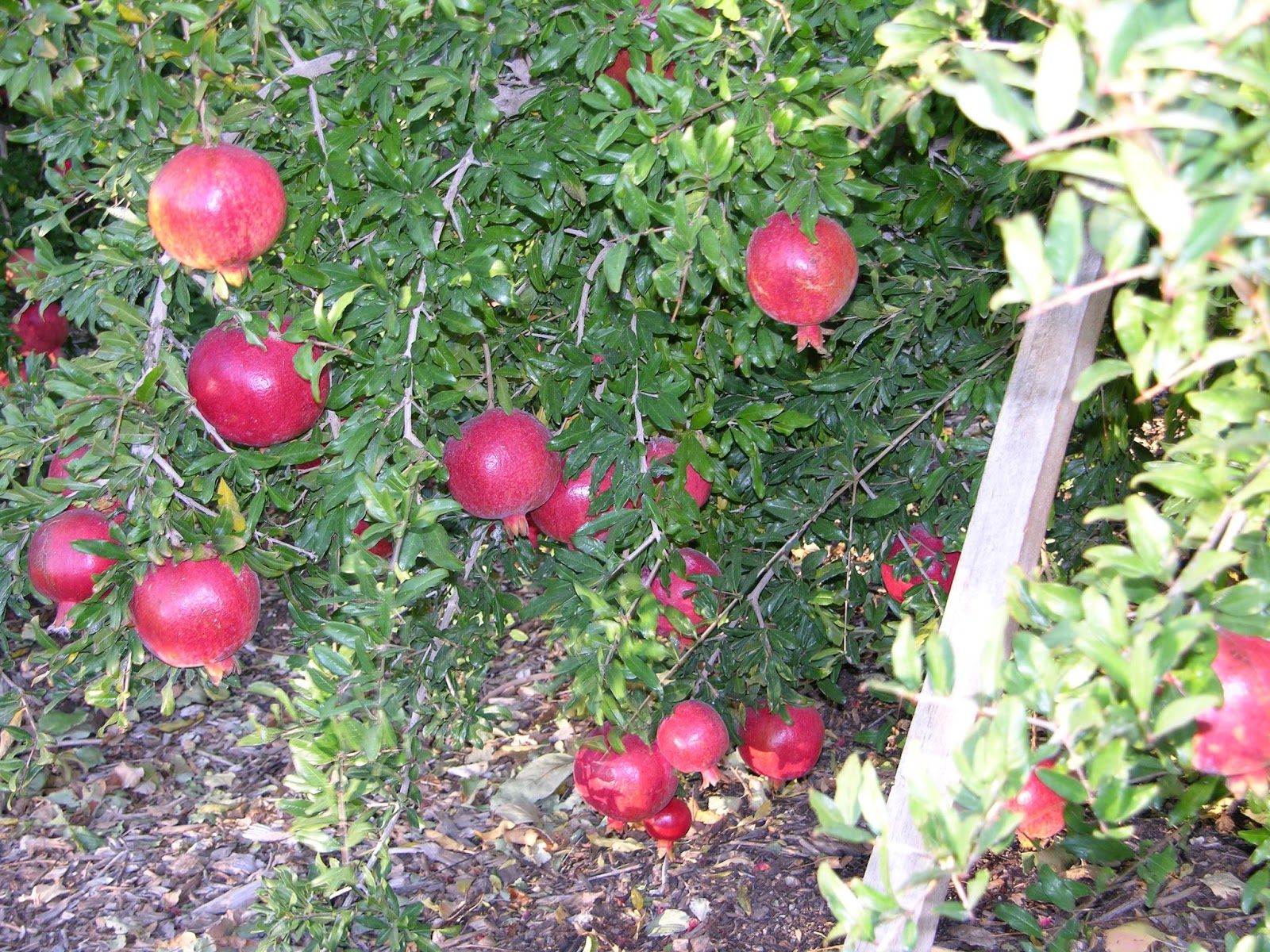 Xtremehorticulture of the Desert: Increasing Pomegranate Fruit Size
