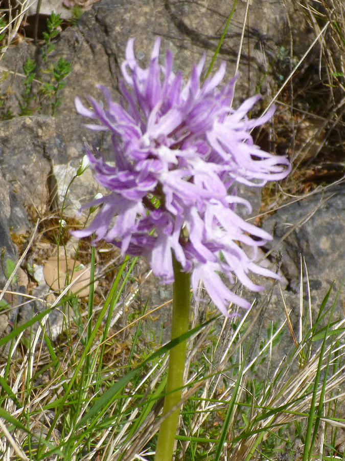 magsramsay: Greek Orchids and other wildlife