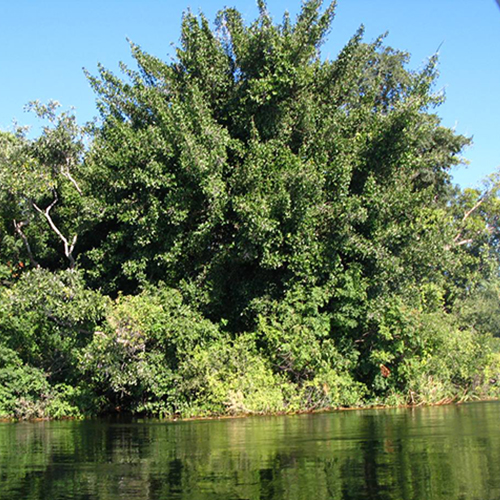Imbé (Garcinia livingstonei) - Frutas del mundo