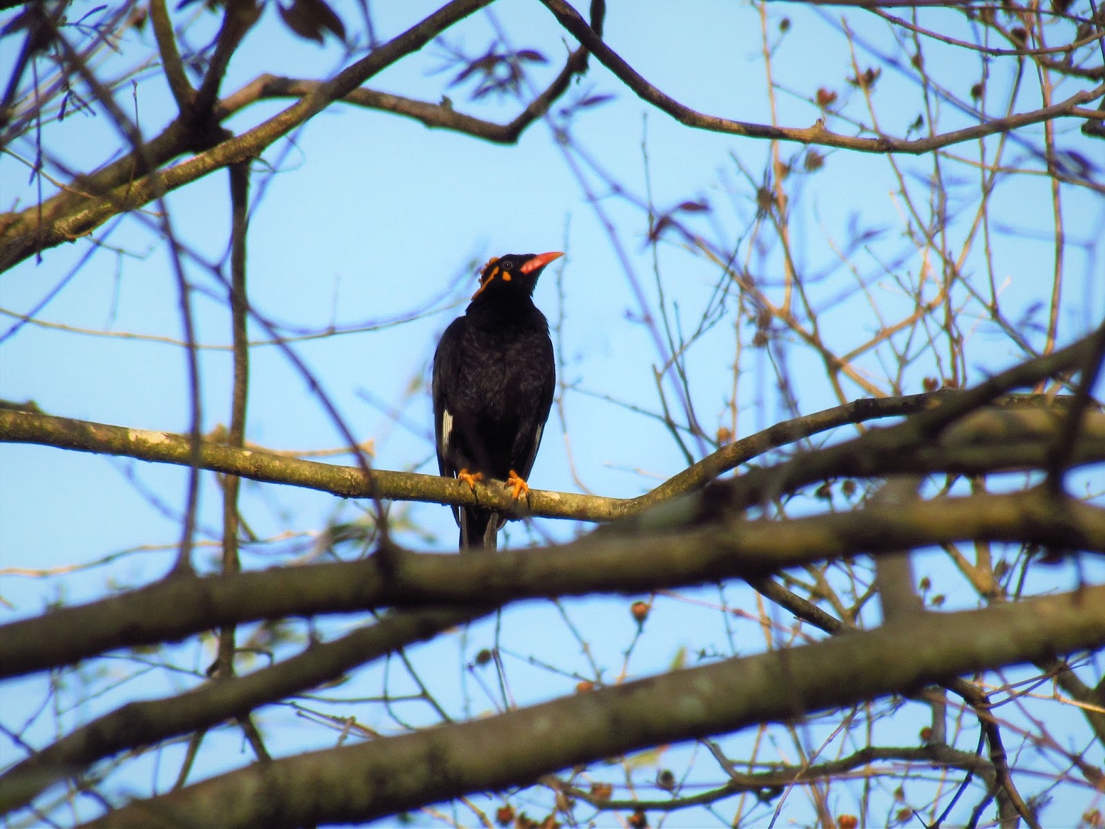 Smale fowles maken melodye: april 2019