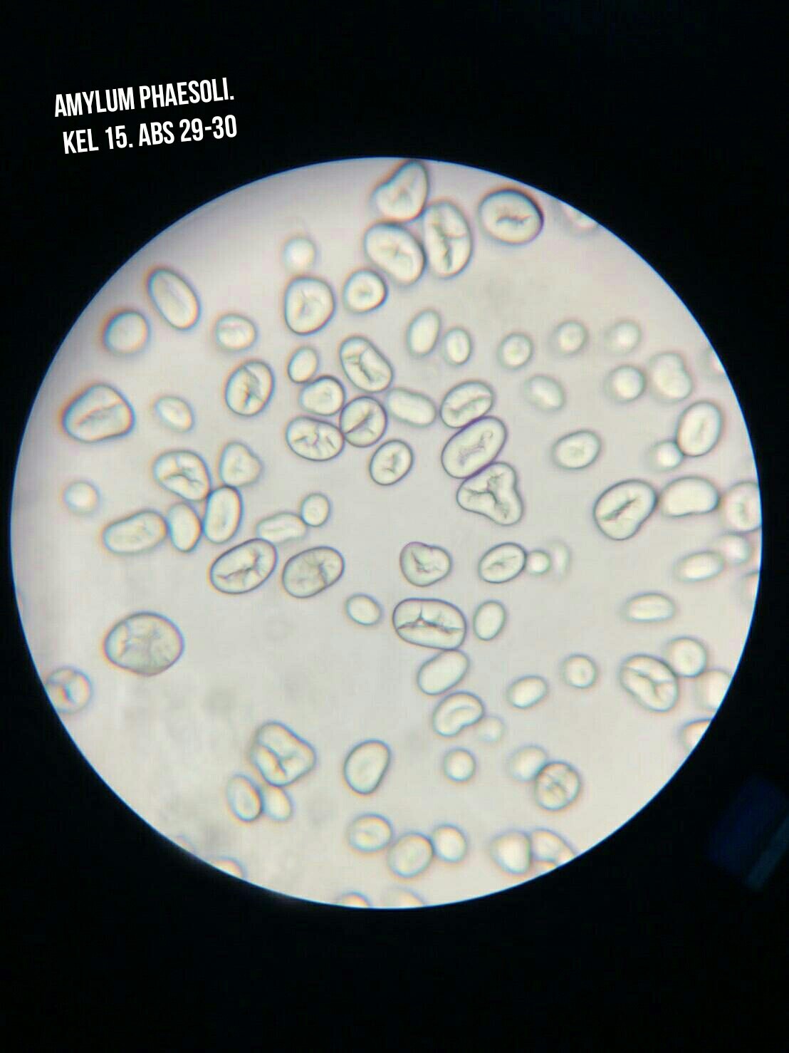 Farmakognosi: Februari 2017