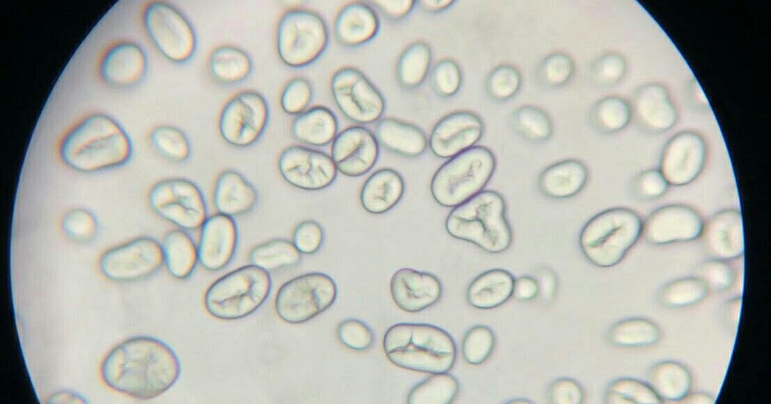 Farmakognosi: Amylum Phaseoli