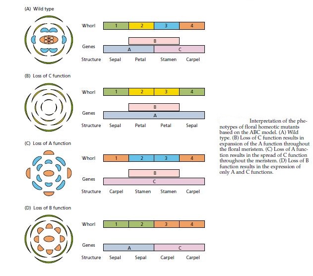 CSIR - ABC MODEL OF FLOWER DEVELOPMENT IMPORTANT TOPIC