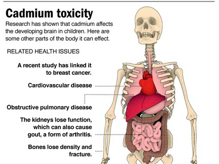 Toxicity of cadmium& its effects on Humans - خبر پواینٹ