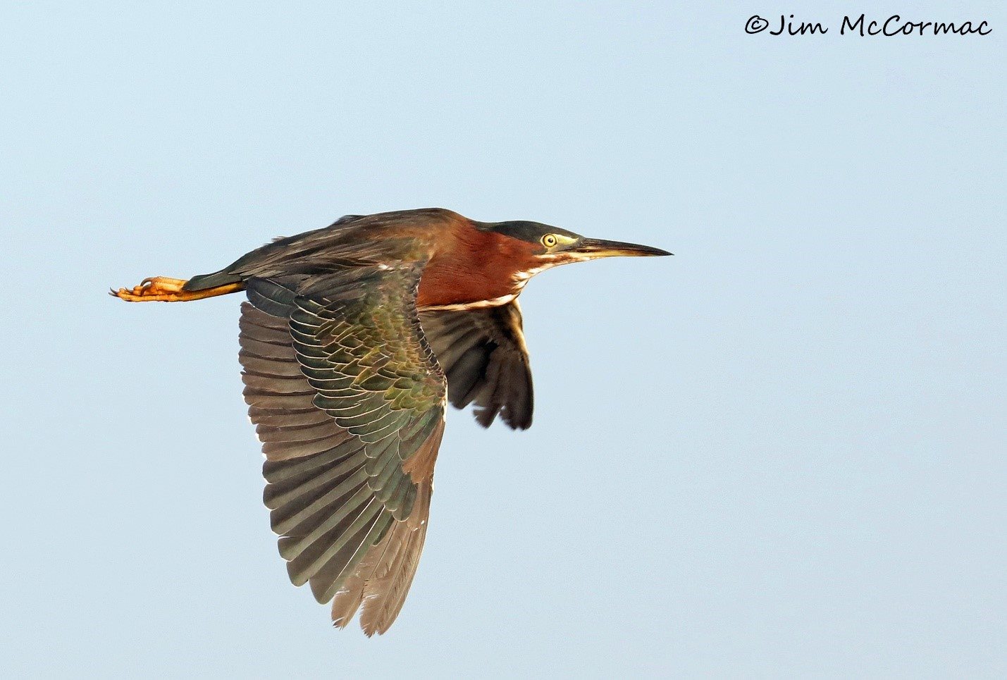 Green Heron Flying