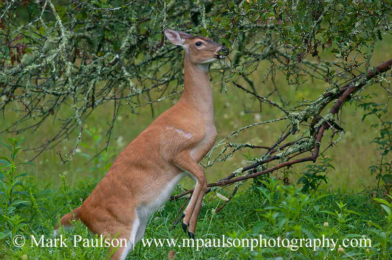 MAP Artistic Photography: Fauna