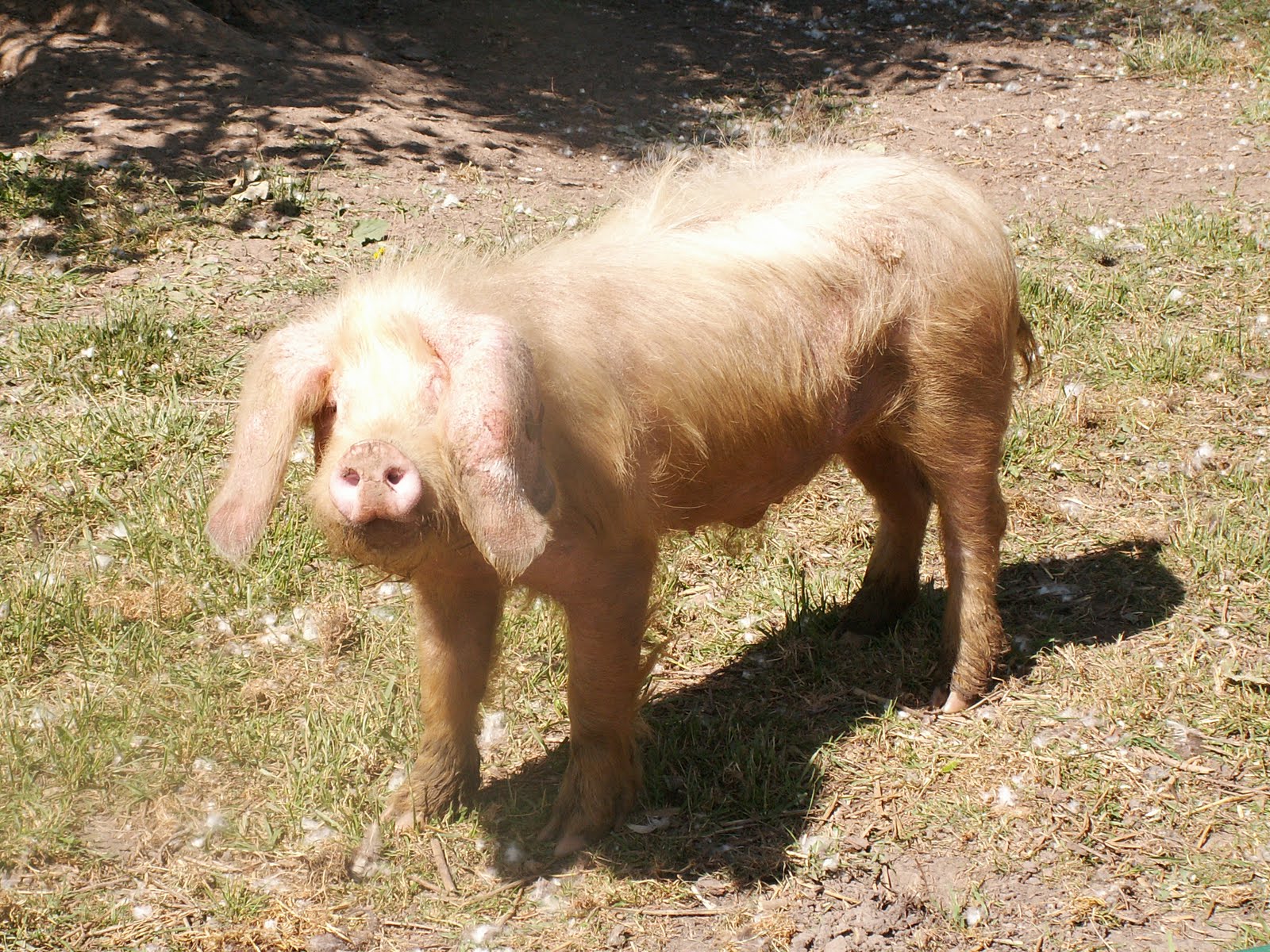 lea animaux de mon coeur: Encore des animaux d'EANA