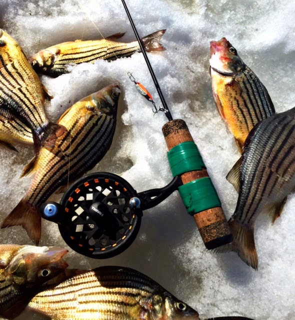 Pondboy's Angling Adventures: Behold the Yellow Bass