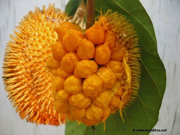 ANISH PARACKAMANNIL: About Elanthoor