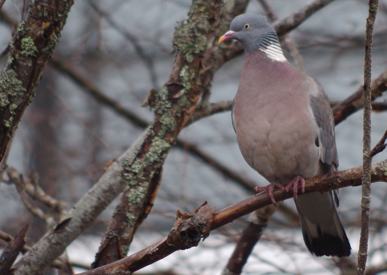 No Rare Birds: Common Wood Pigeon [ringduva]