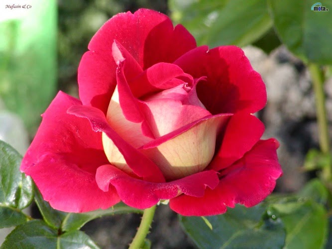 Send flowers in Krivoy Rog: Flowers delivery in Krivoy Rog