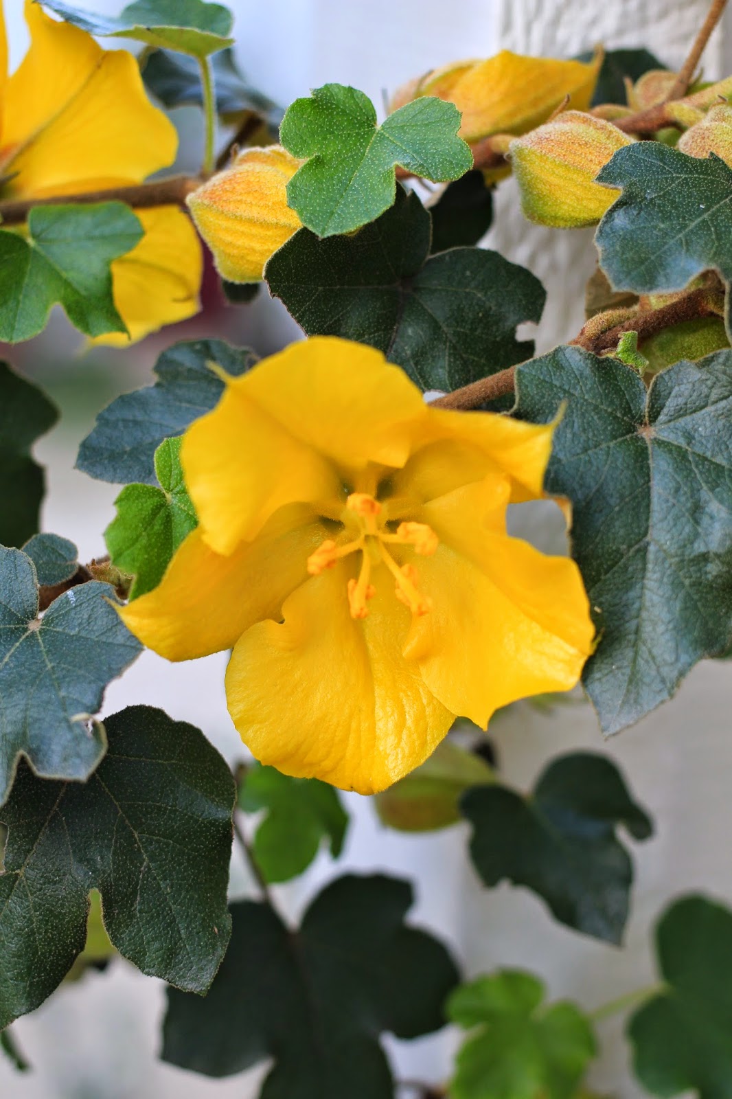CA Native Garden: California Gold (Flannel Bush)