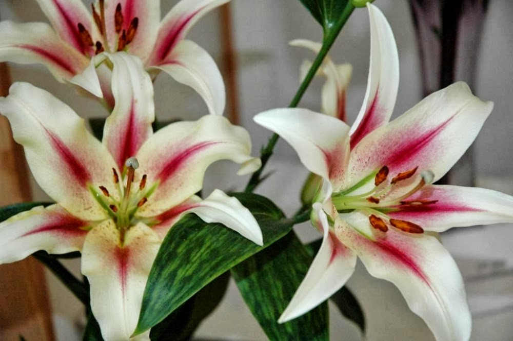 Inrossas Zelta grāmata: Indīgie istabas un dārza augi