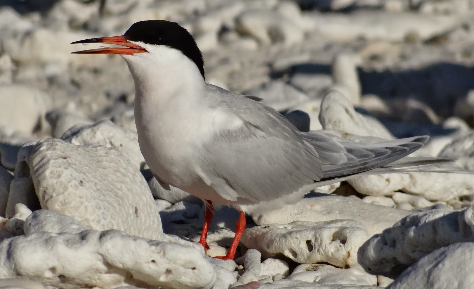 sunshinecoastbirds: Lady Elliot Island - Part I (Terns)