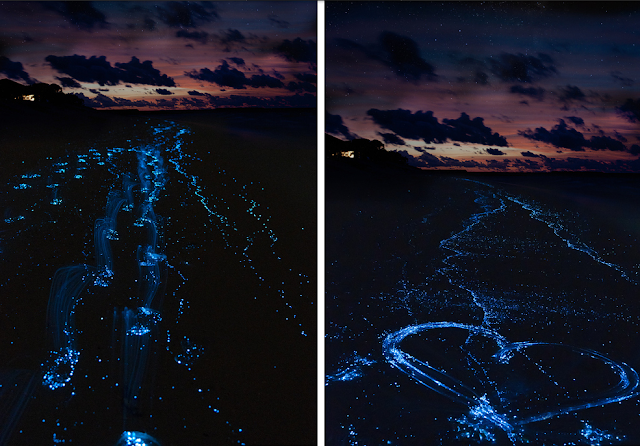Alam Mengembang Jadi Guru: Beautiful Blue Bioluminescence