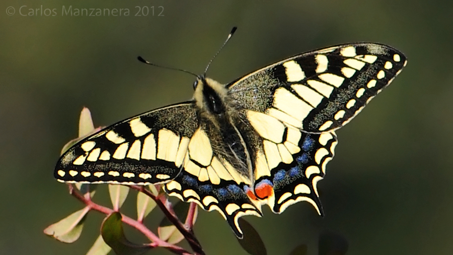 Natura de Caps de Setmana: Mariposa rey