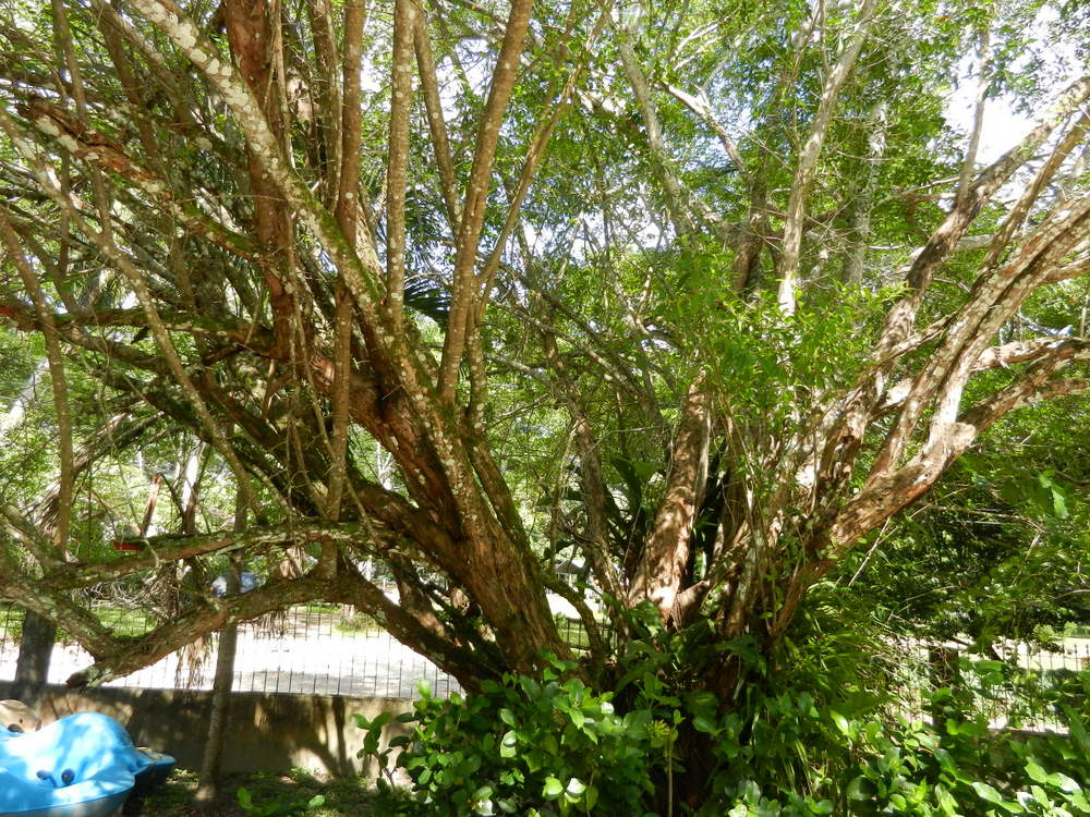 Black Orchid Resort: Logwood