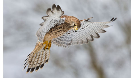 Kestrel | The Life of Animals