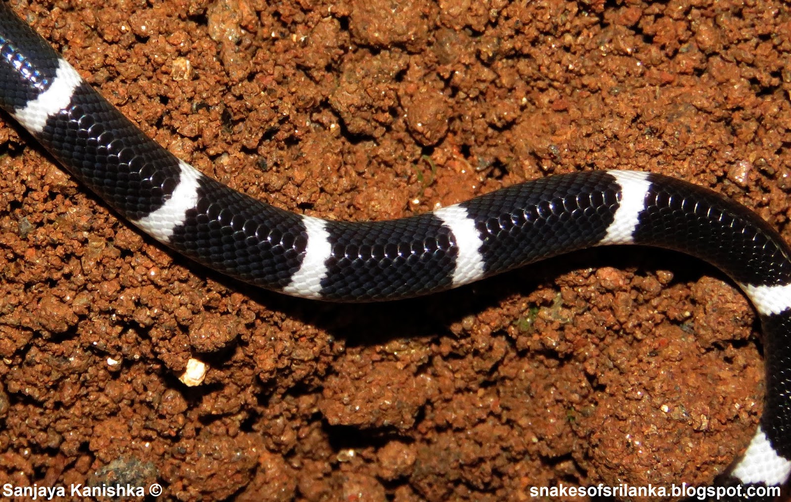 Sri Lankan Krait/මුදු කරවැලා (Bungarus ceylonicus-Günther, 1858)