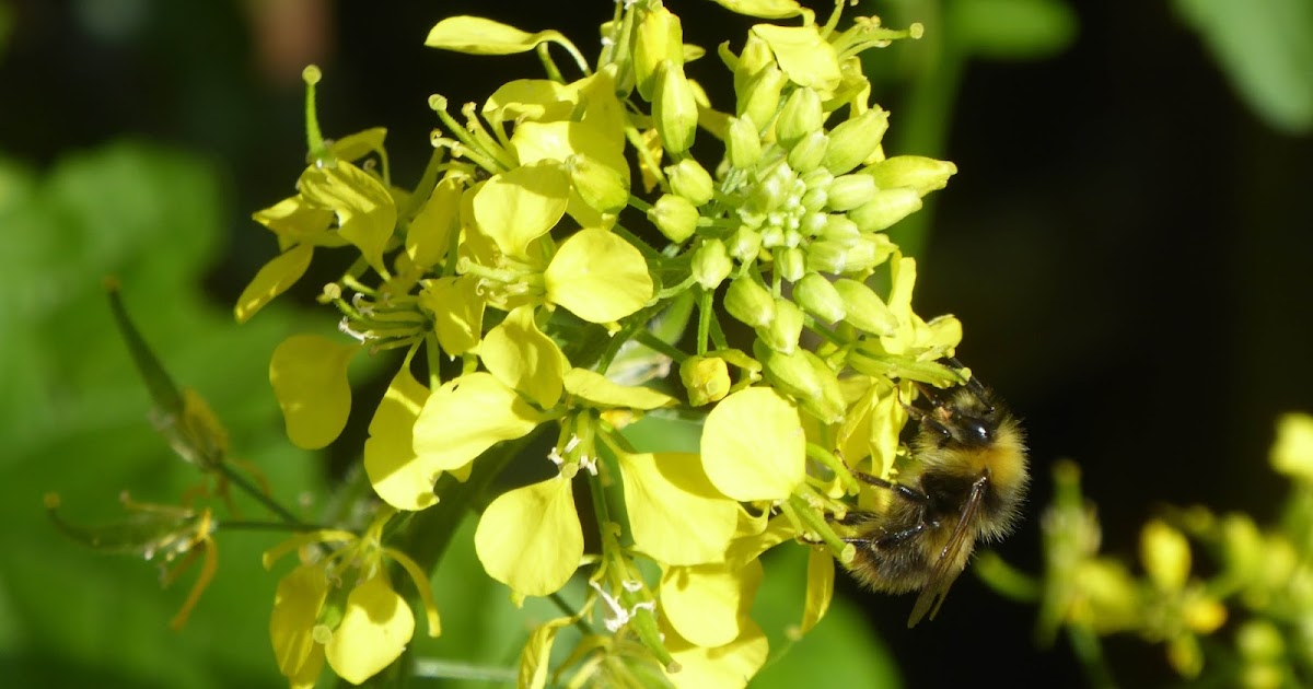 Wild and Wonderful: My BBC Springwatch SOS Wildflower Trough (4 ...