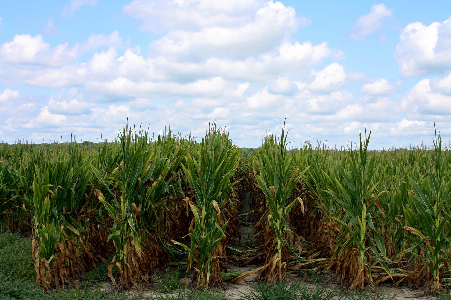 Southern Lagniappe: A Visit to a Corn Field