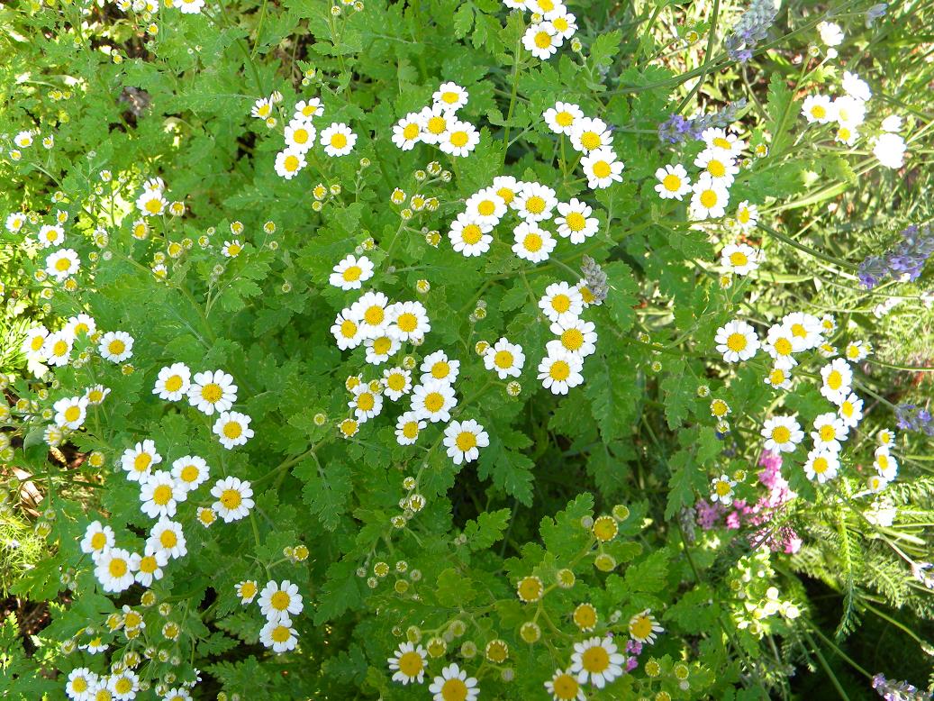 Wedding Flowers from Springwell: Wild about Feverfew!!!