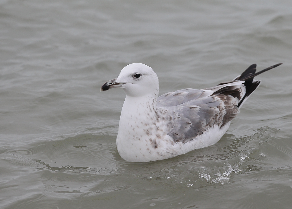 Richard Smith - Birdwatching Days Out: 2x CASPIAN GULL, 1st winter ...