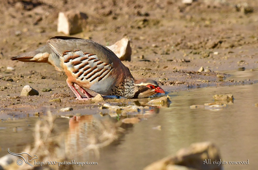WILDLIFE GATEWAY: Mi-juillet en Catalagne ça cogne!