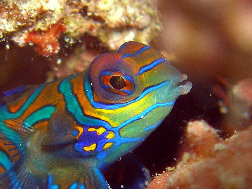 MANDARIN FISH photos - wallpapers (ανανεωμένο) | the fun bank