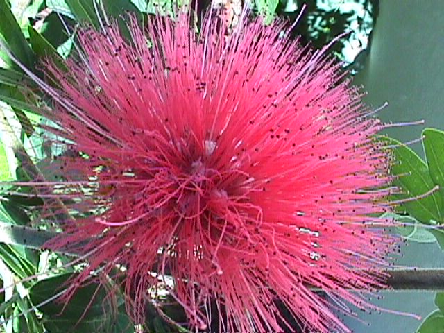 Arbuste le calliandra | Flore de l’île de la Réunion