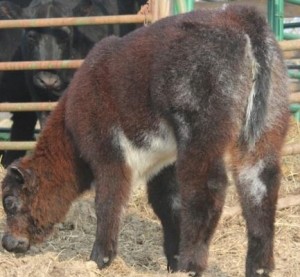 Lautner Farms: I-80 Healthy and Collecting! - I-80 Semen available at ...