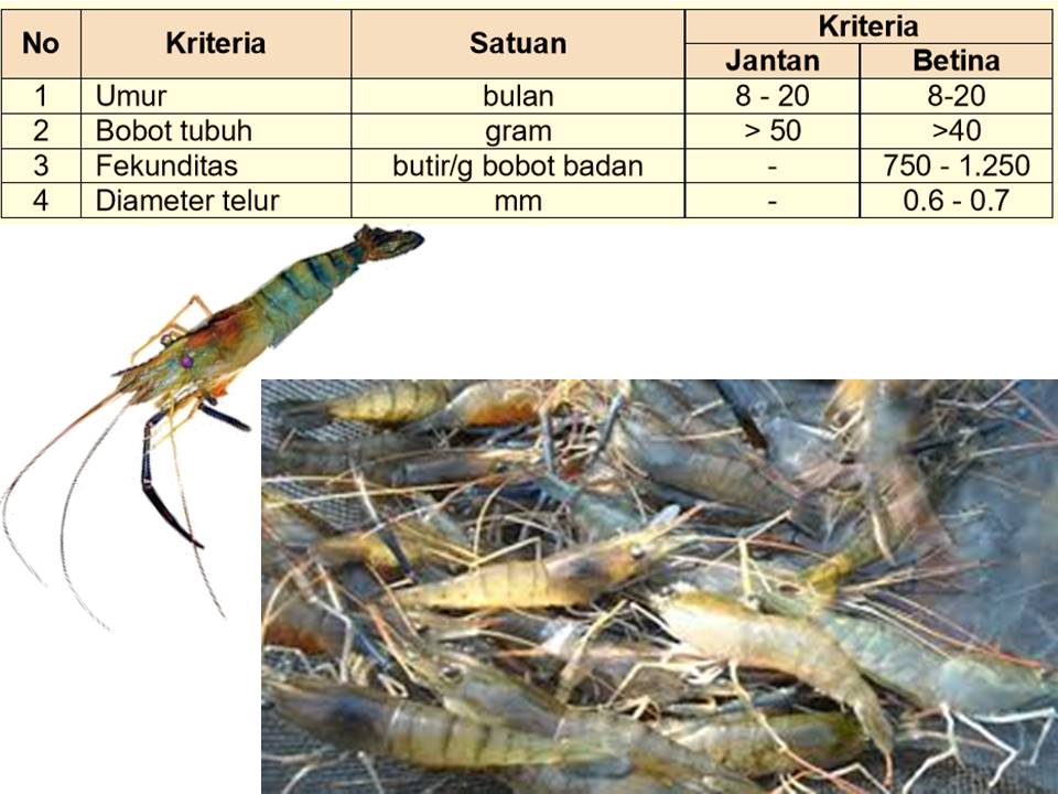 "Penyuluh Perikanan Jakarta Utara": Induk Udang Galah (Macrobrachium ...