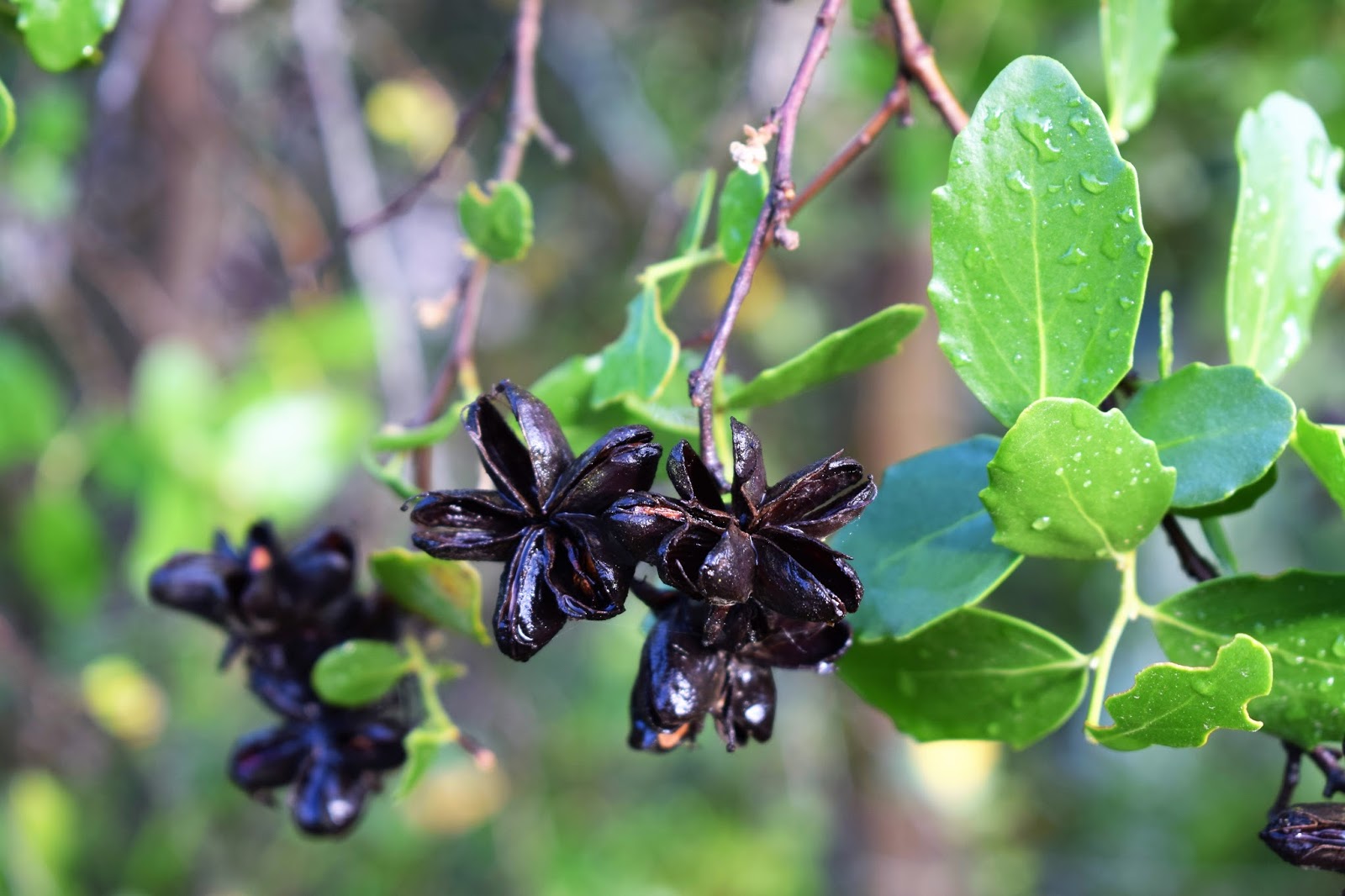 Fernando Ruz: Plantas nativas de Chile: Quillay, küllay, Quillaja saponaria