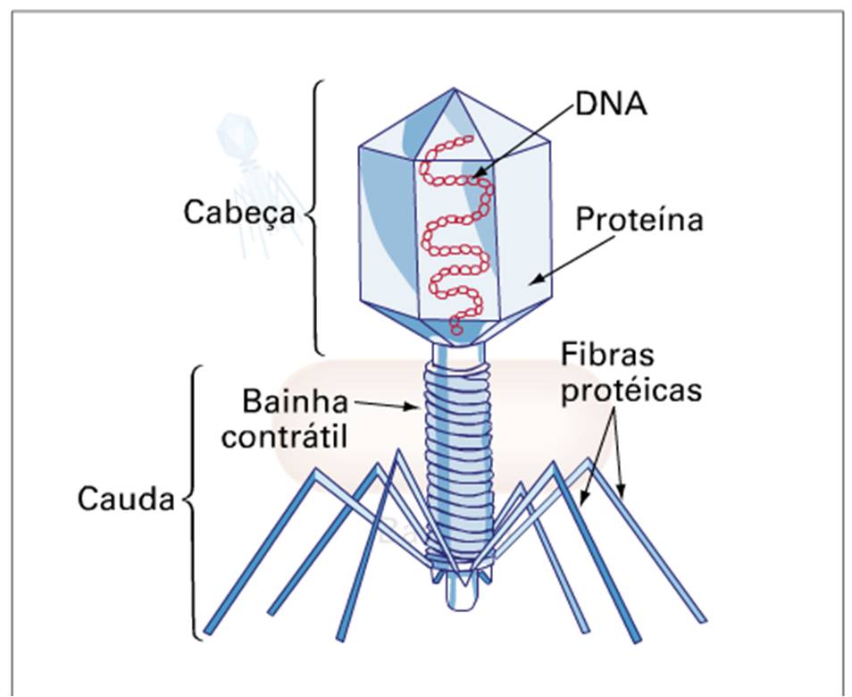 Vírus | Biologia: A ciência da vida