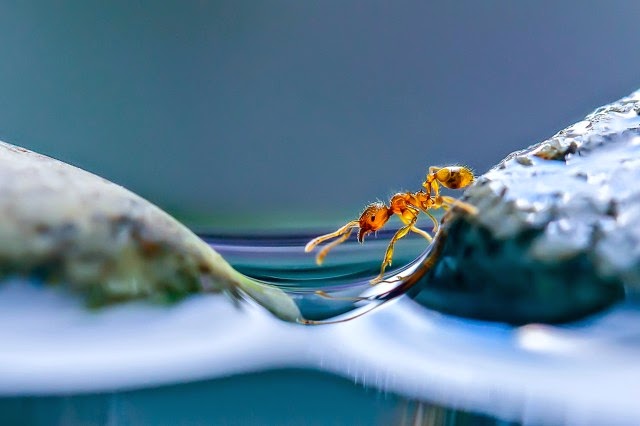 The Most Beautiful Ants View Captured by Miki Asai Photographer - worl ...