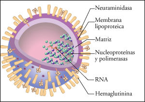 Taxonomía Biológica