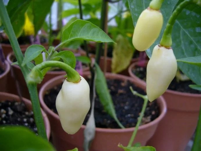 Jenis-jenis cabai yang beredar di pasaran.