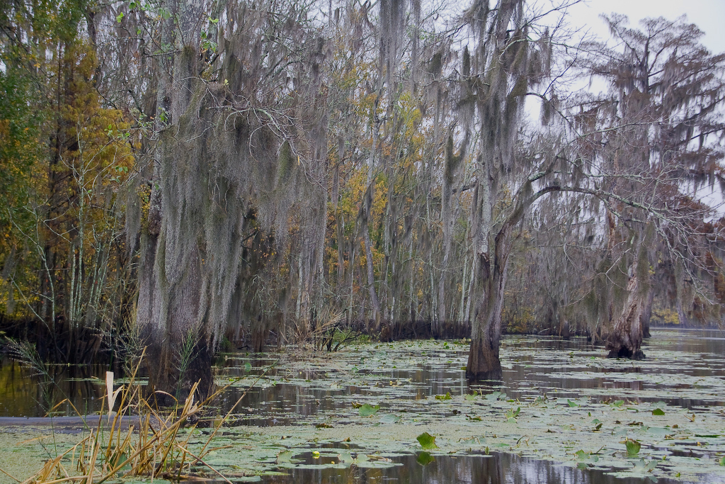 BIGPHOTODAN: Louisiana Bayou
